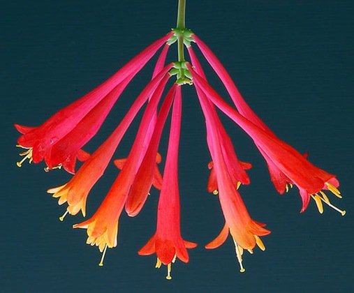 Fakta Top Sedoso: 10 bunga terindah di dunia